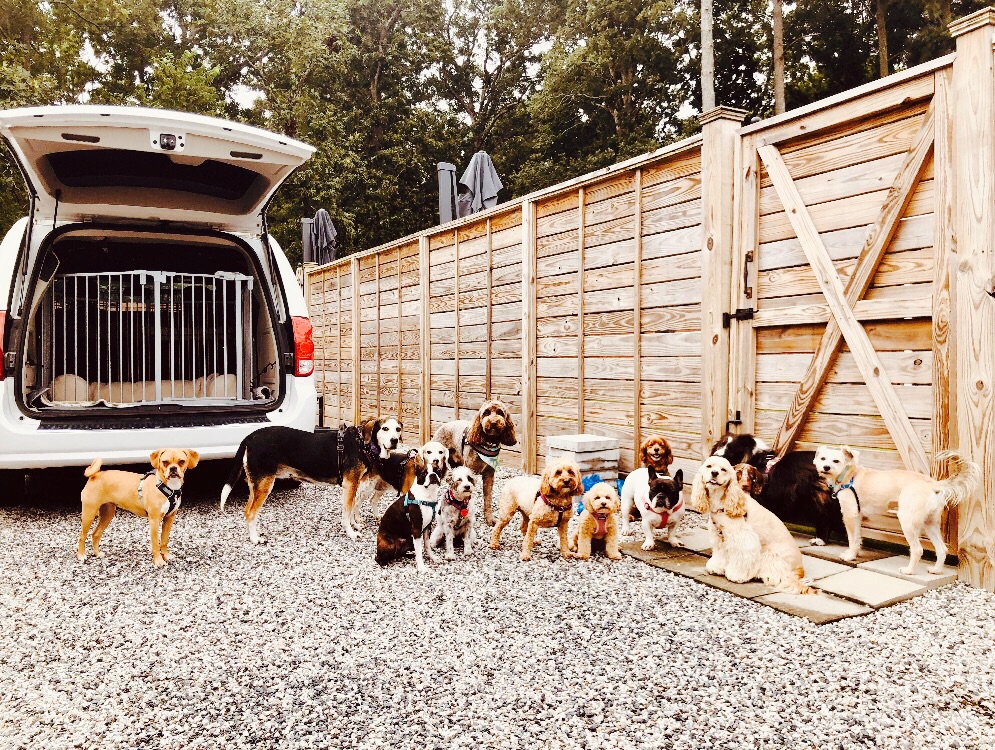 Services and Rates - All Inclusive Doggy Daycare, Shuttle & Adventure ...